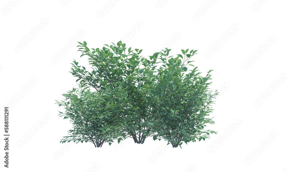 Spicebush bush shrub png alpha channel Stock Illustration | Adobe Stock