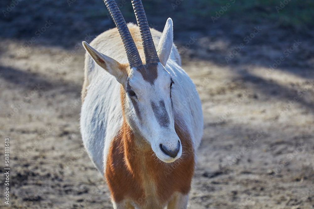 Beautiful scimitar-horned antelope on the brink of extinction. Stock ...