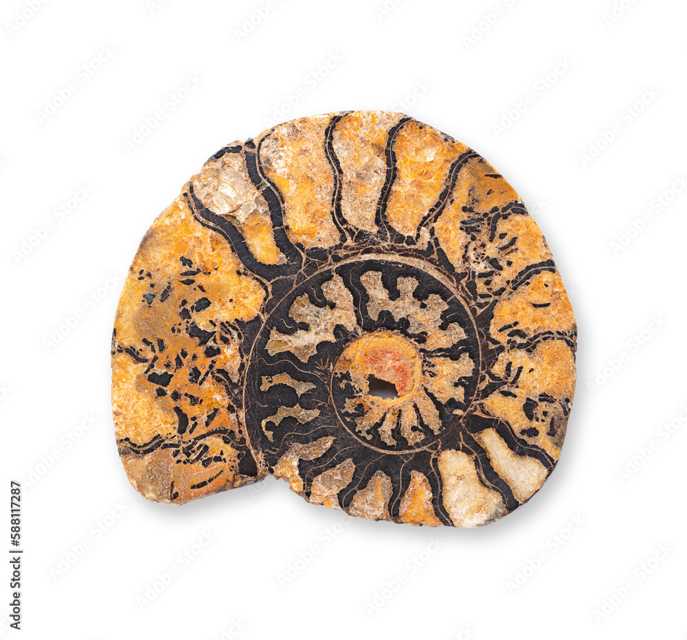 Ammonite longitudinal section. Sagittal cut through a spiral shaped ...