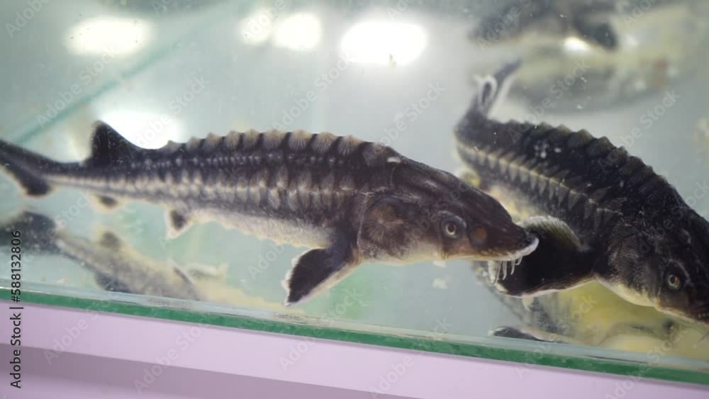 Sturgeon (lat. Acipenser) — a genus of freshwater, semi-passable and ...