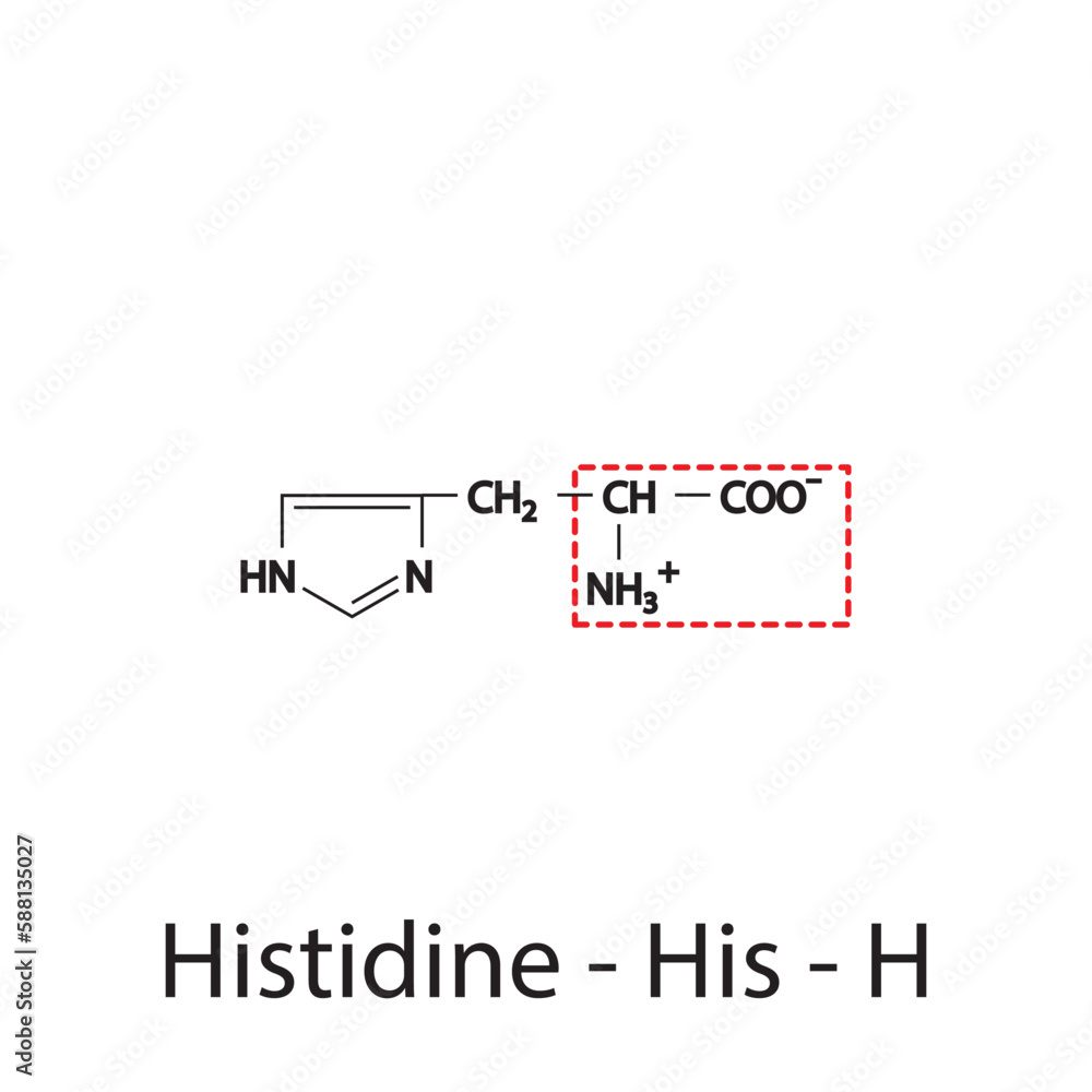 Histidine - His - H amino acid structure. Skeletal formula with amino ...