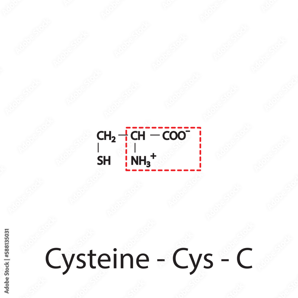 Cysteine - Cys - C amino acid structure. Skeletal formula with amino ...