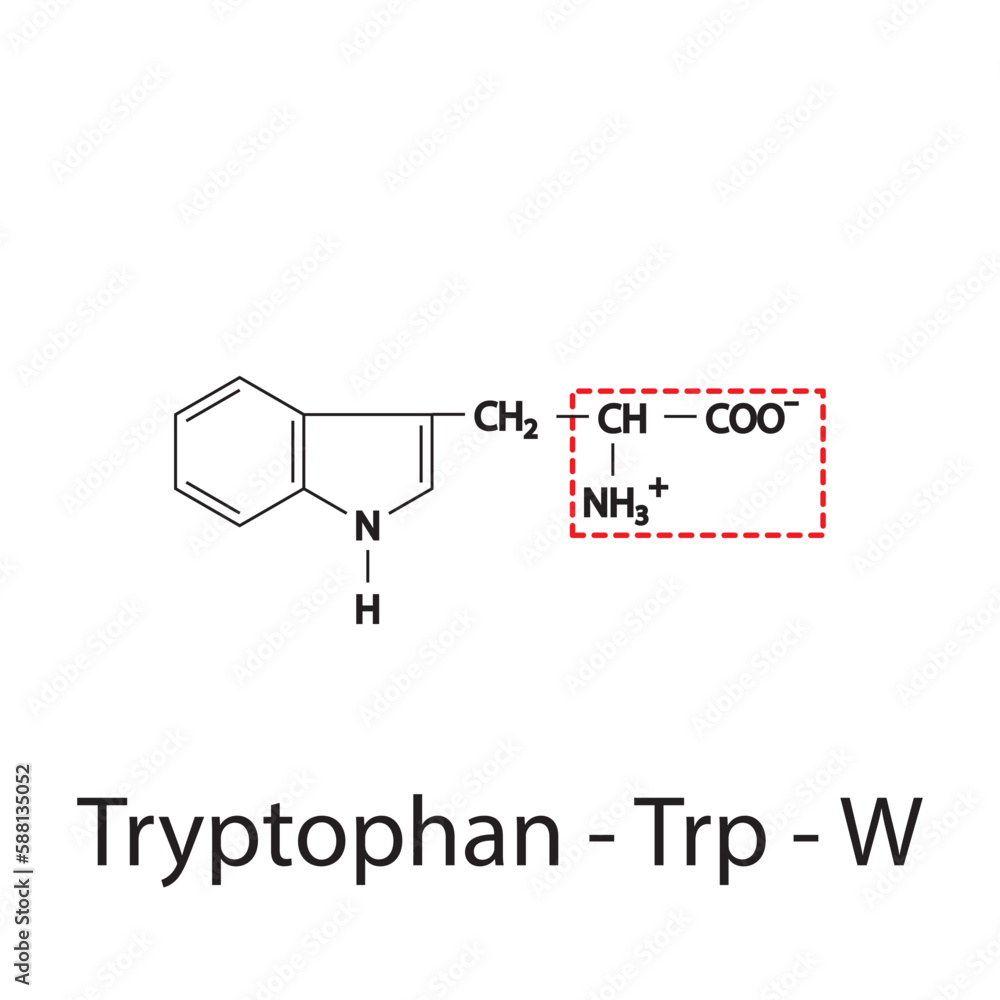 Tryptophan Trp W Amino Acid Structure Skeletal Formula With Amino Group Highlighted In Red