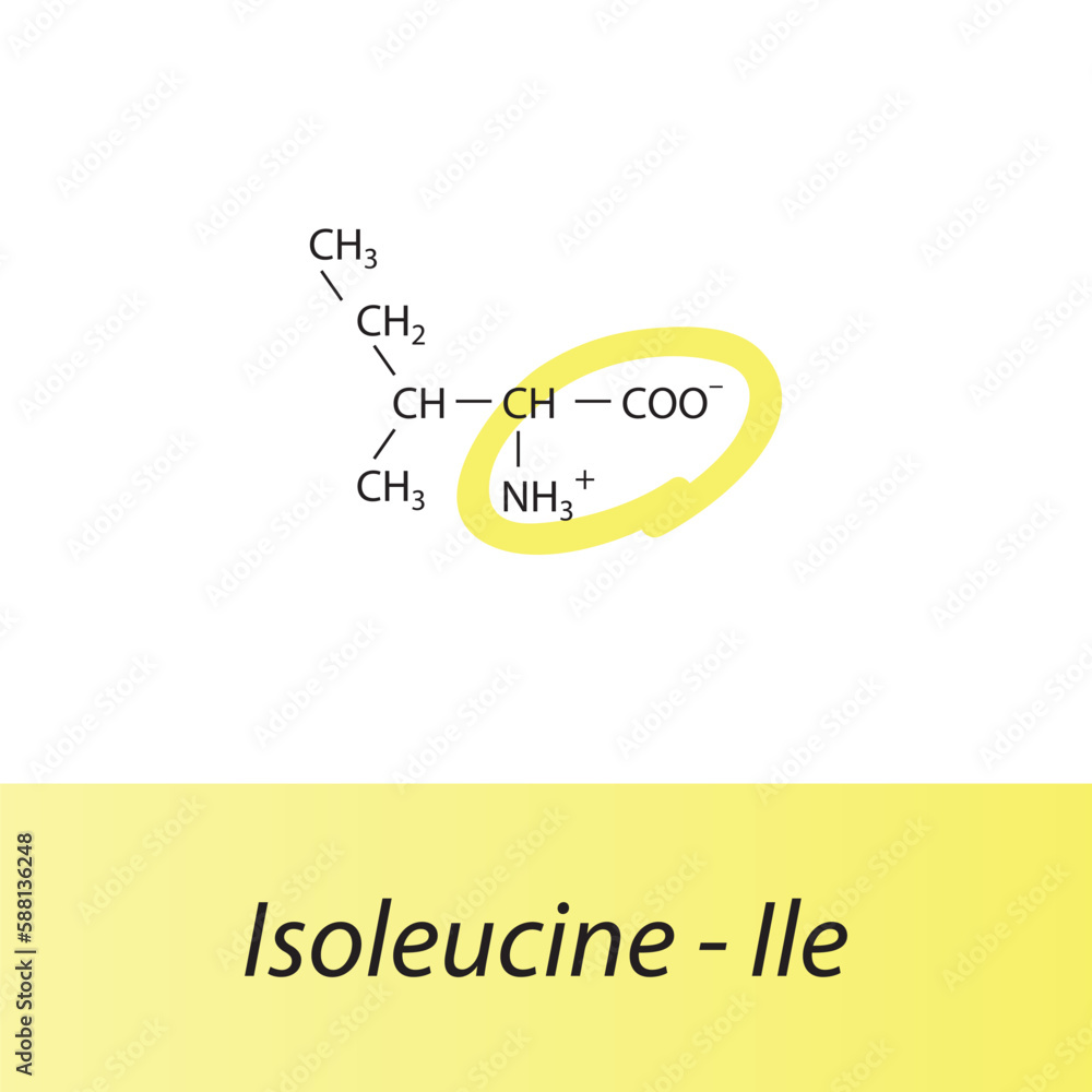 Isoleucine - Ile - I amino acid structure. Skeletal formula with amino ...