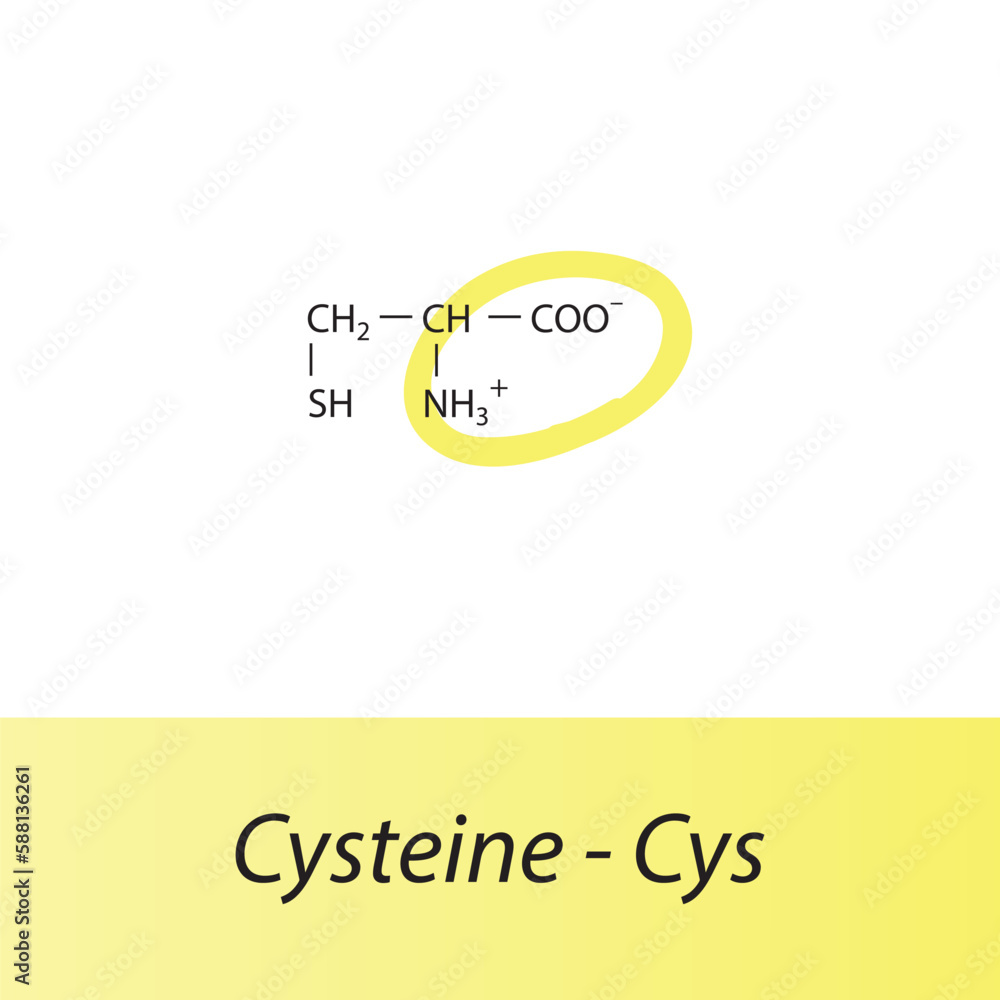 Cysteine - Cys - C amino acid structure. Skeletal formula with amino ...