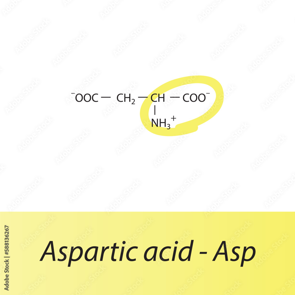 Aspartic acid - Asp - D amino acid structure. Skeletal formula with ... Aspartic acid - Asp - D amino acid structure. Skeletal formula with ...