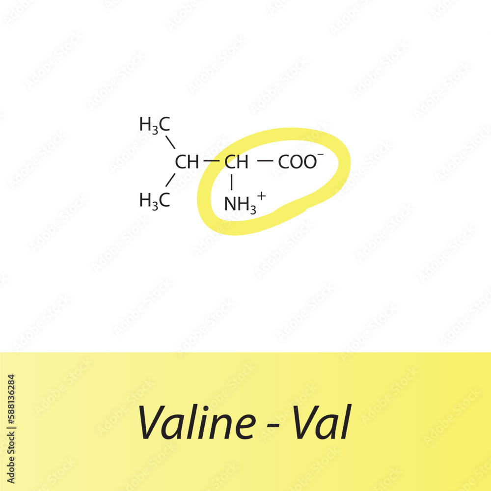 Valine - Val - V amino acid structure. Skeletal formula with amino ...
