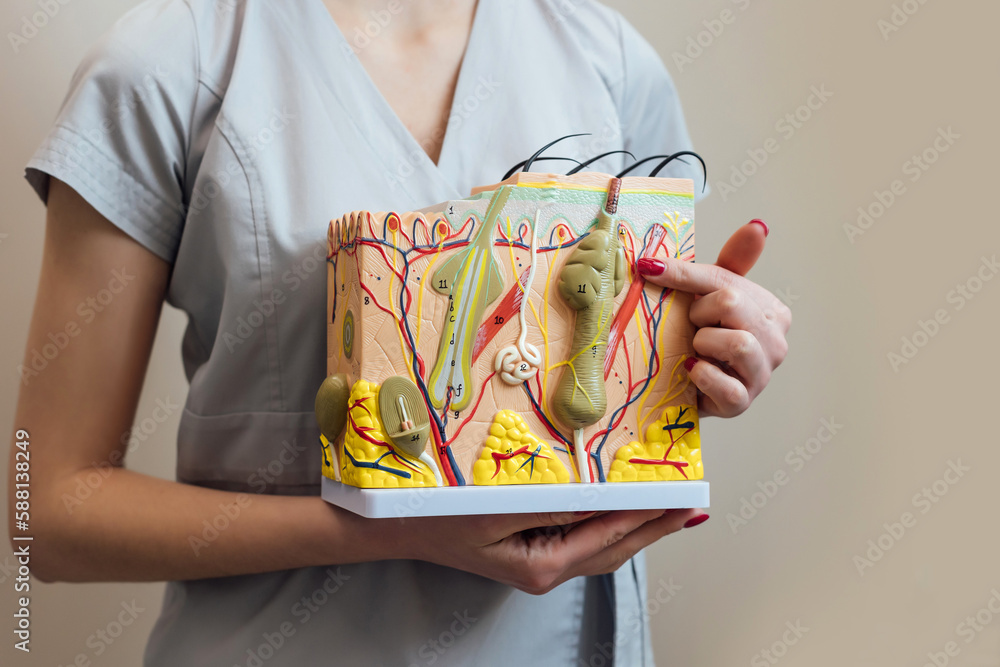 Dermatologist hold in hands an Anatomical model of human skin in ...