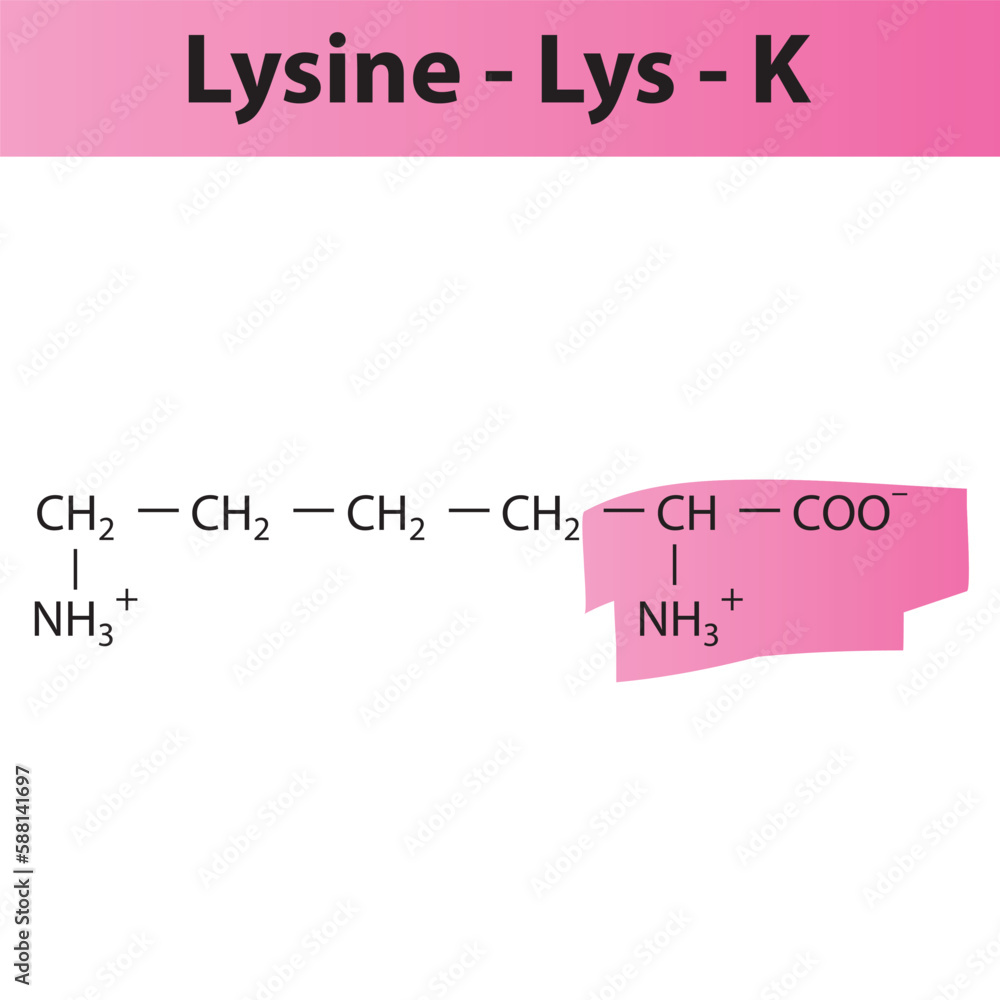 Lysine - Lys - K amino acid structure. Skeletal formula with amino ...