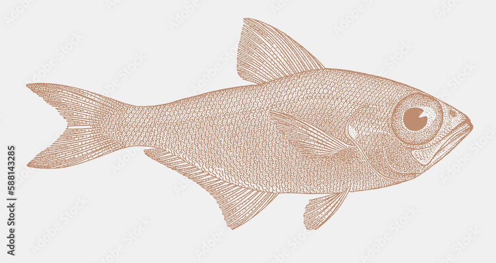 Deep bullseye parapriacanthus dispar, tropical marine fish in side view ...