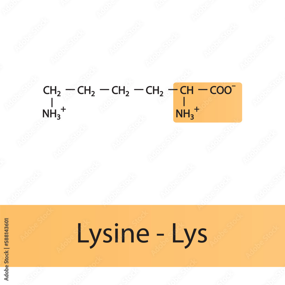 Lysine - Lys - K amino acid structure. Skeletal formula with amino ...
