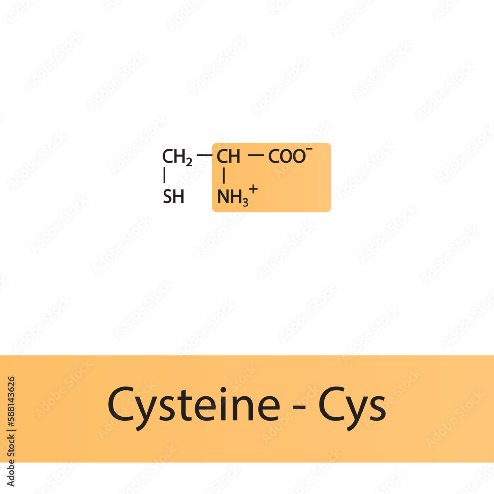 Cysteine - Cys - C amino acid structure. Skeletal formula with amino ...