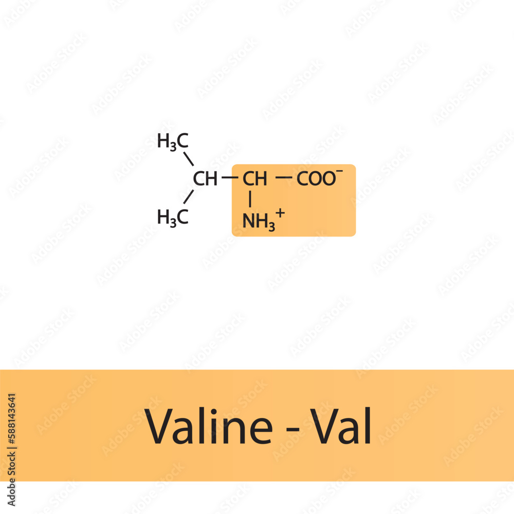 Vecteur Stock Valine - Val - V amino acid structure. Skeletal formula ...