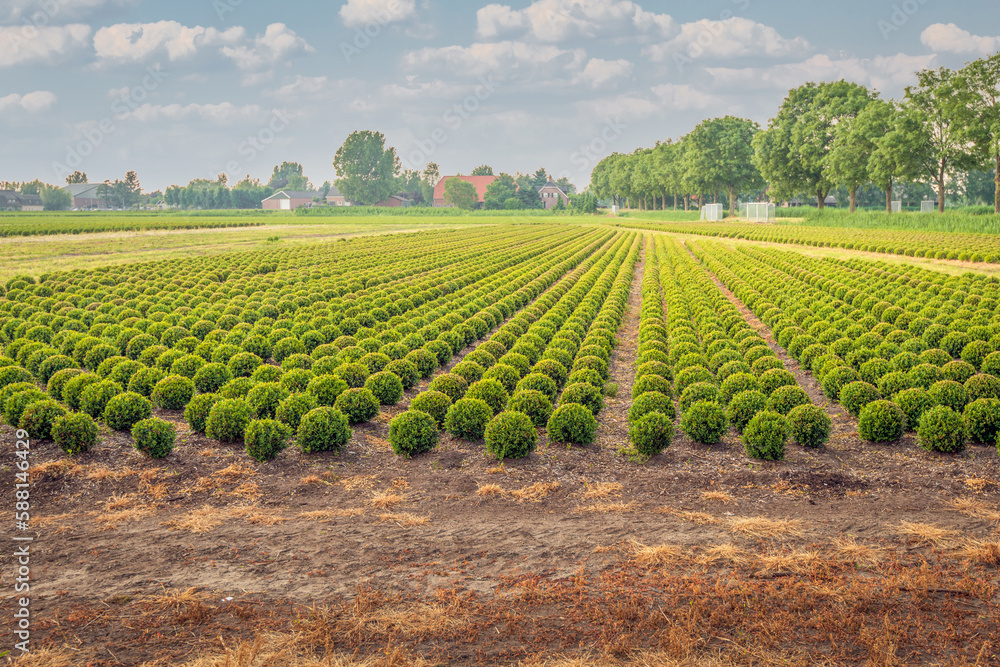 Picturesque overview of a Dutch boxwood nursery in the spring season ...