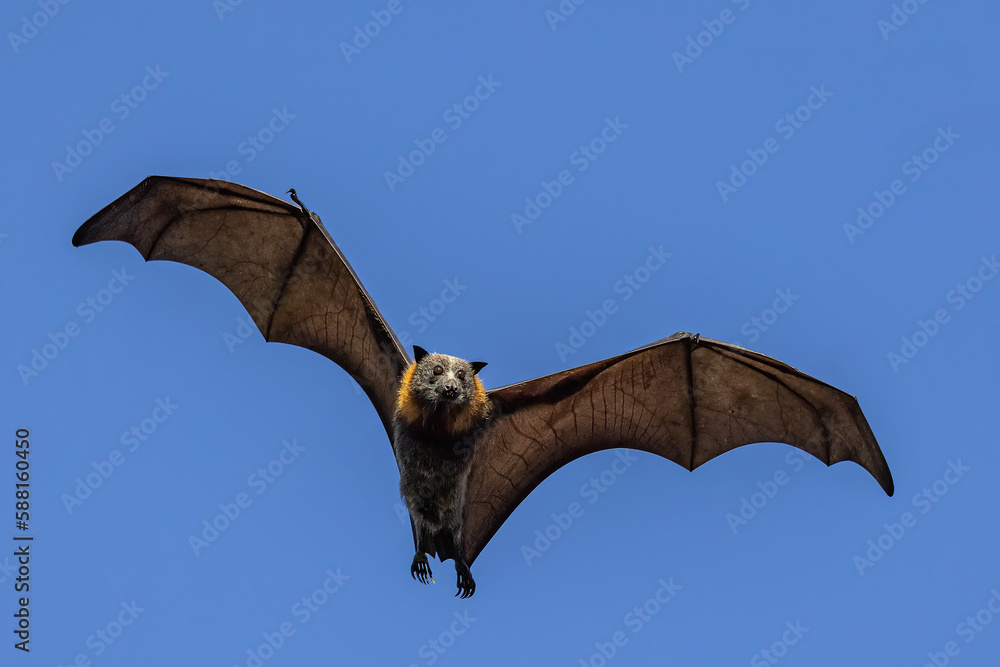 Australian Grey-headed Flying Fox in flight Stock Photo | Adobe Stock