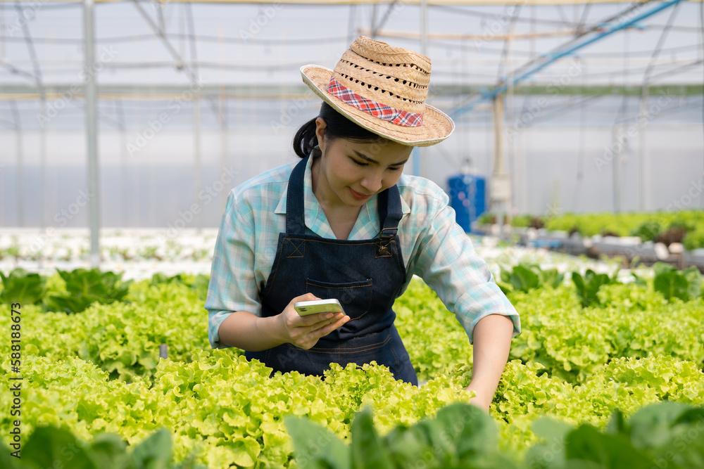 Asian farm woman taking photos of fresh and healthy salad vegetables to ...