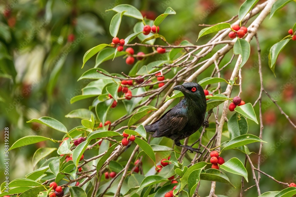 Foto de Asian Glossy Starling (Aplonis panayensis), also known as the ...