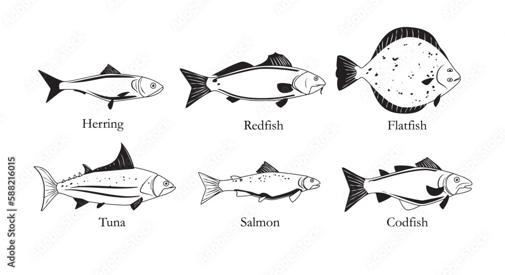 Sea food fish with names set of black and white vector illustration ...