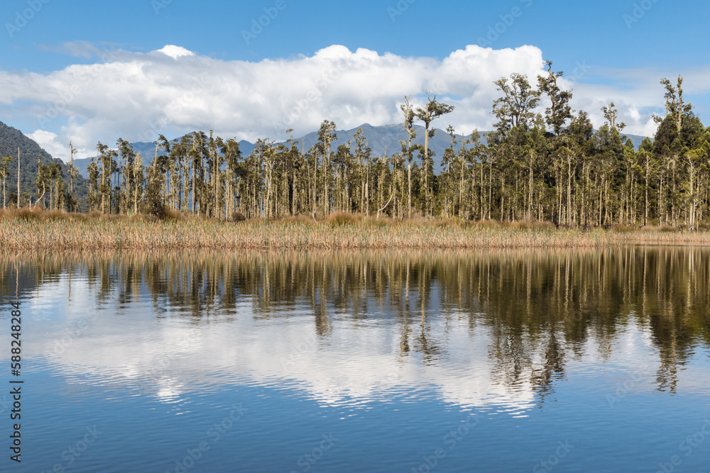 podocarp forest with rimu trees reflecting in lake Moana on West Coast ...