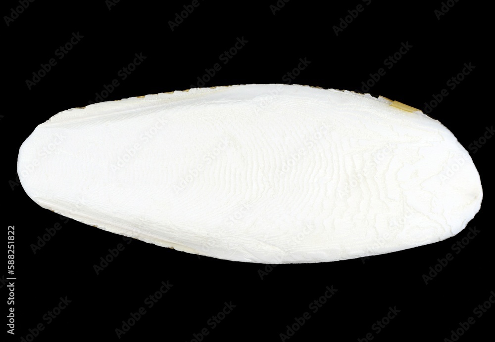 Cuttlefish bone - shell of cuttlefish, used for beak grinding and as a ...
