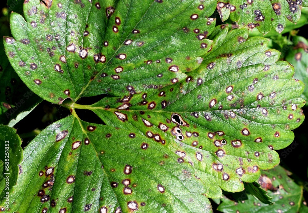 Strawberry Leaf Spot Widespread Fungal Disease Caused By Mycosphaerella Fragariae Fungus