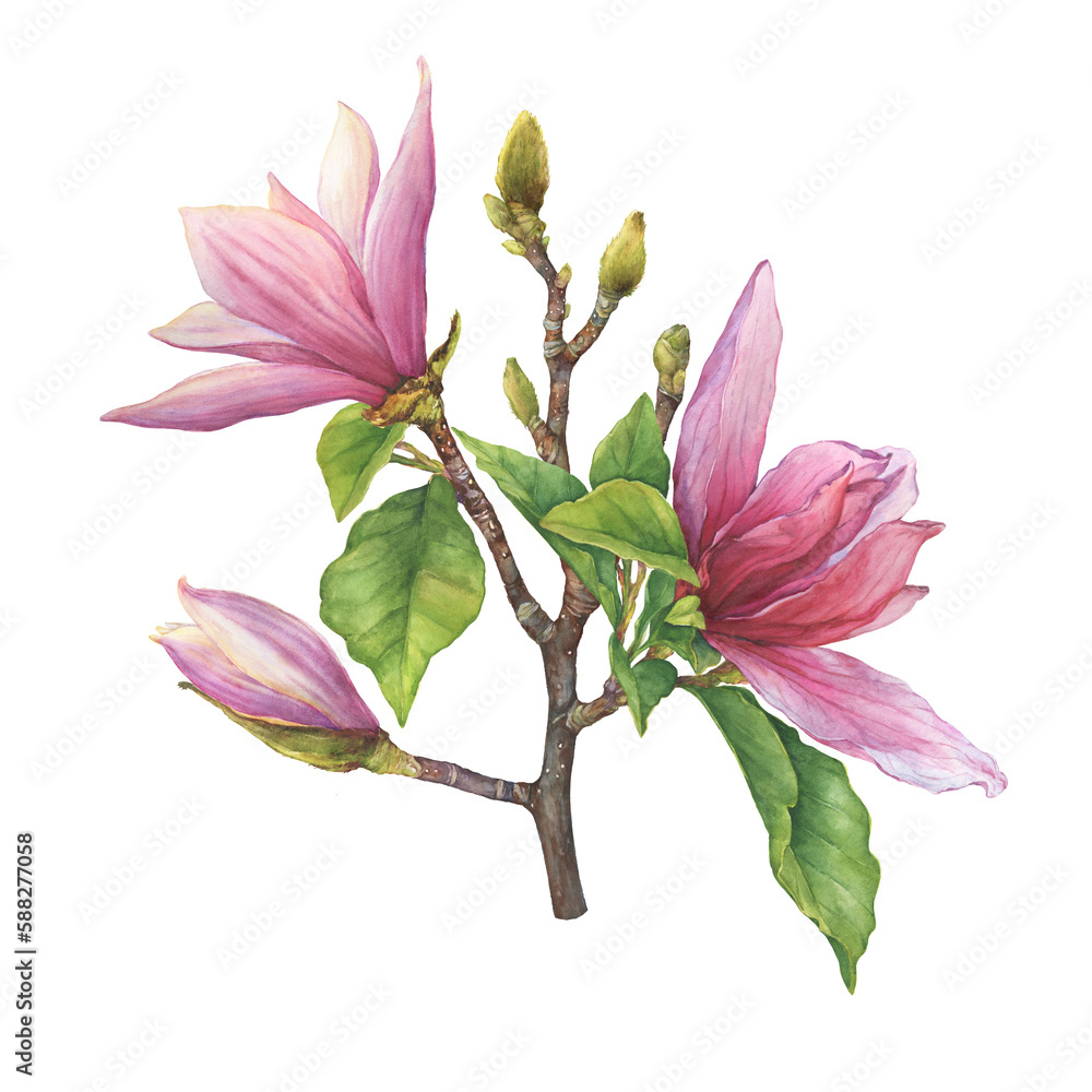 Branch of pink bright magnolia liliiflora flowers (also called mulan ...