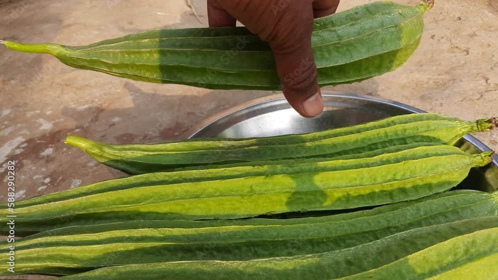 Luffa acutangula. Its other names angled luffa, Chinese okra, dish ...