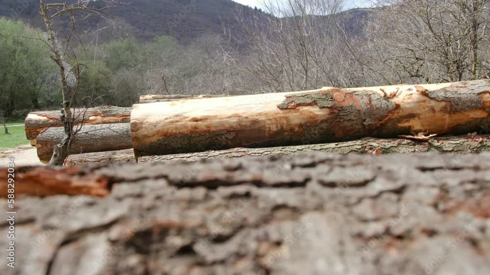 View of deforestation and illegal logging in forest. Cutting trees ...