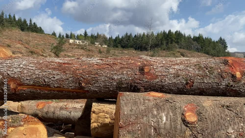 View of deforestation and illegal logging in forest. Cutting trees ...