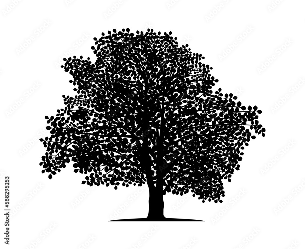 Vector silhouette of beech tree. Isolated vector silhouette of beech ...