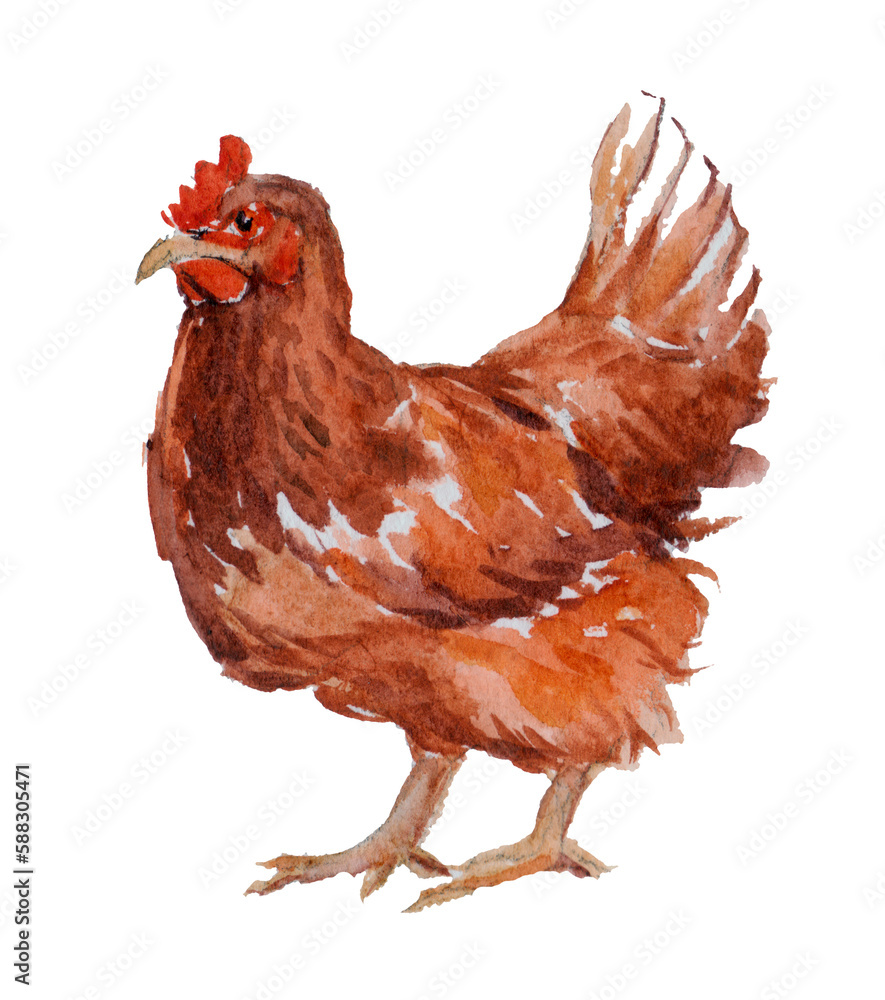 Brown hen, chicken from a splash of watercolor, colored drawing ...