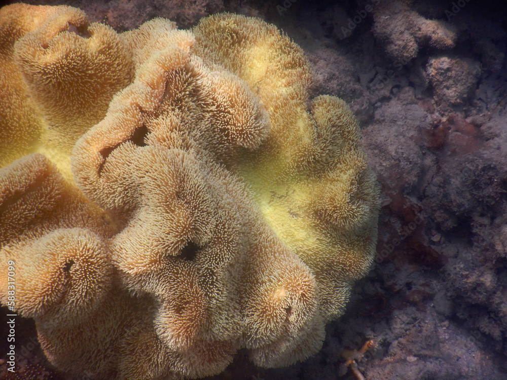A large coral on the Great Barrier Reef, Australia, is shaped with ...