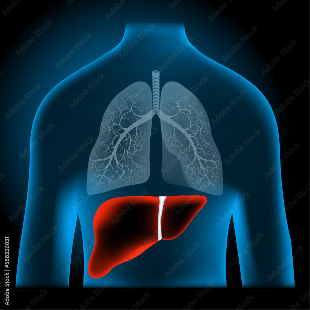 Location of Human liver. Red liver into x-ray blue realistic torso ...