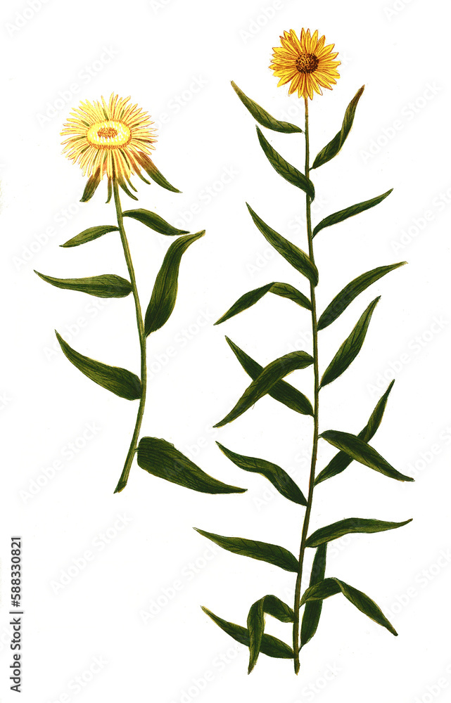Aster montanus luteus salicis glabro folio und Aster atticus foliis ...