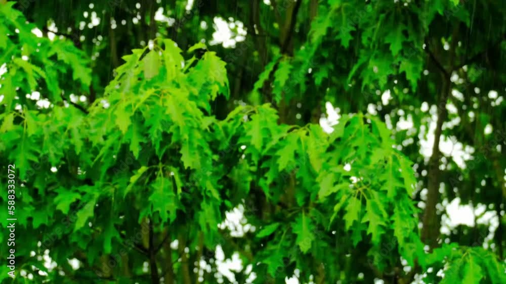 Rain Storm, Wind Gusts, young green oak foliage, Quercus palustris ...