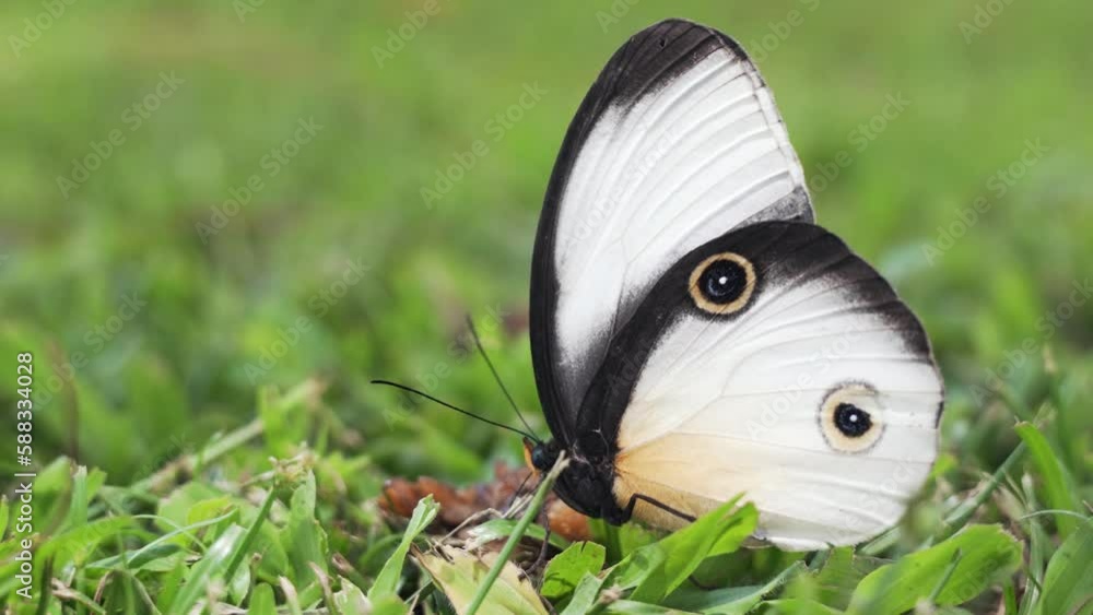 Close up side view of back and white butterfly of Papua New Guinea ...