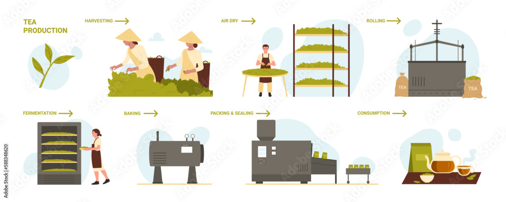 Vetor de Tea production stage infographic set vector illustration ...