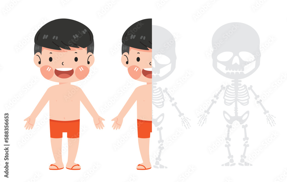 Cute boy skeleton anatomy chart Stock Vector | Adobe Stock