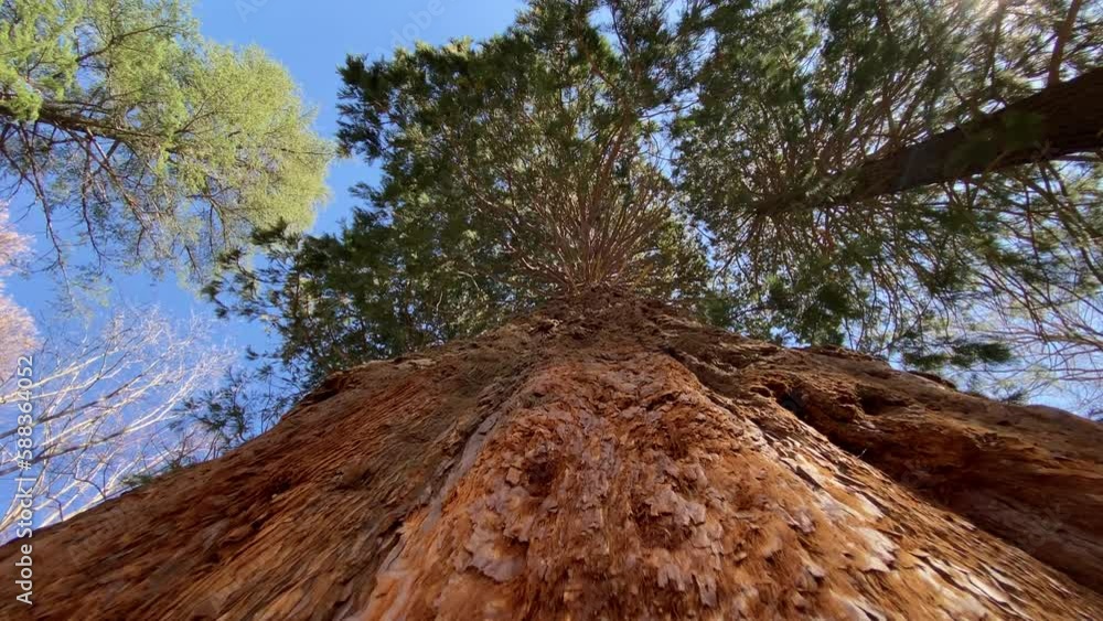 Redwood national park, United States. Camera moves between the huge ...