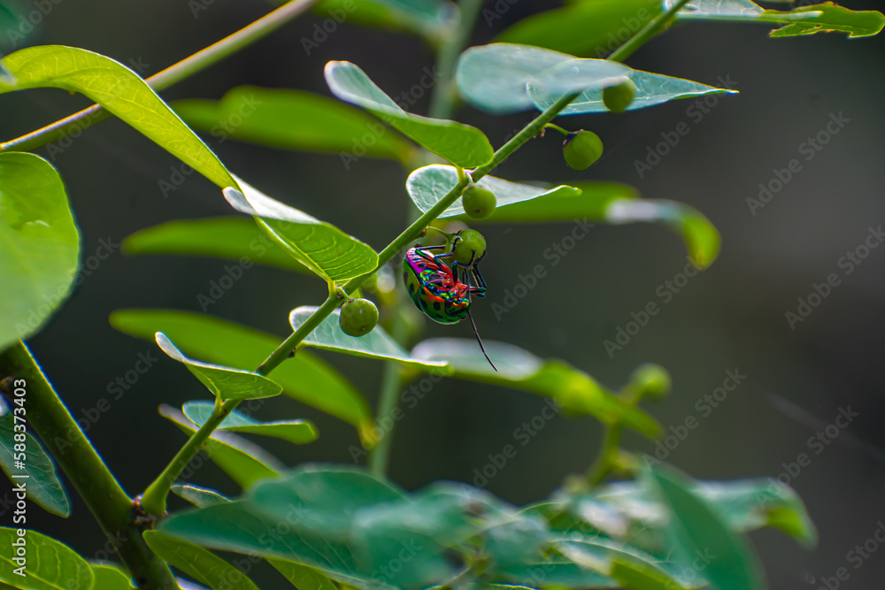 Scutelleridae is a family of true bugs. They are commonly known as ...