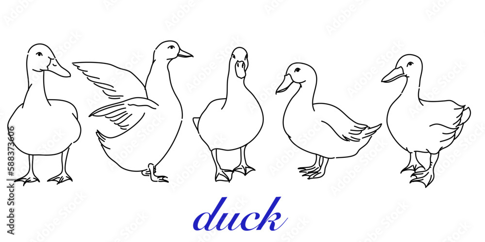 Hand-Drawn Outlines of a Cute duck in Various Poses, Rendered in Doodle ...