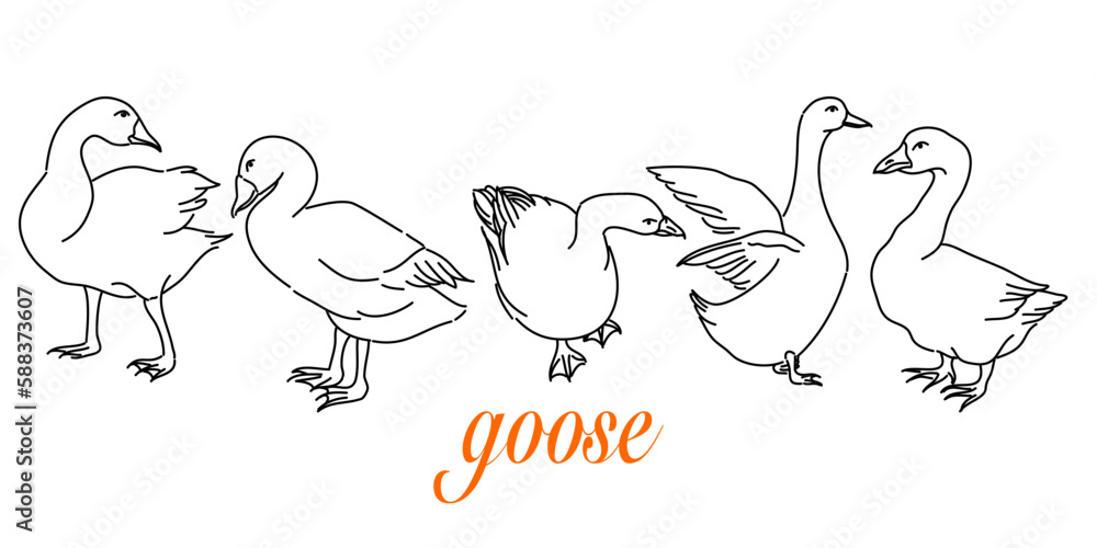 Hand-Drawn Outlines of a Cute goose in Various Poses, Rendered in ...