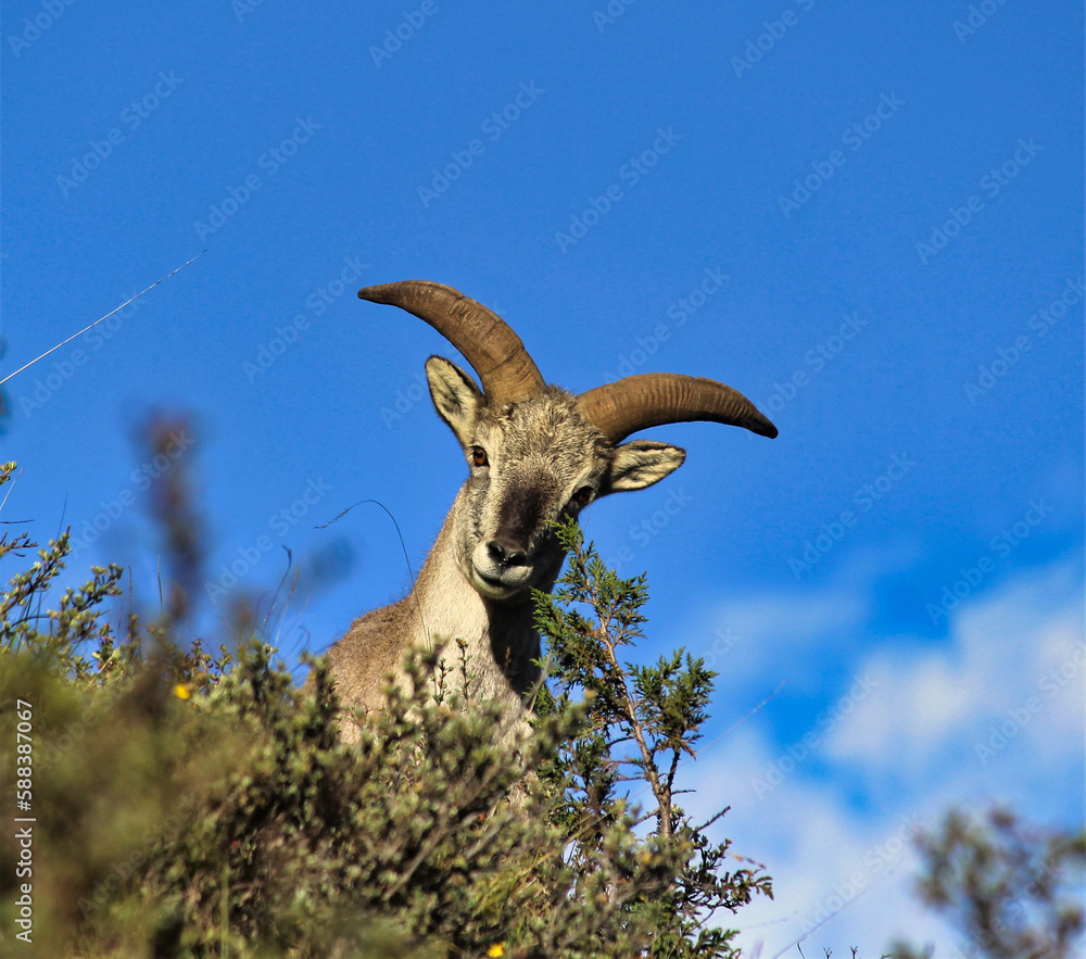 A Nepali Blue Sheep, called a Bharal with its beautiful horns on the ...