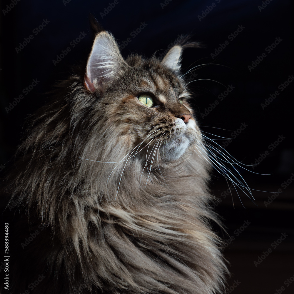 Cute furry Maine Coon cat with yellow-green eyes and long beige-brown ...