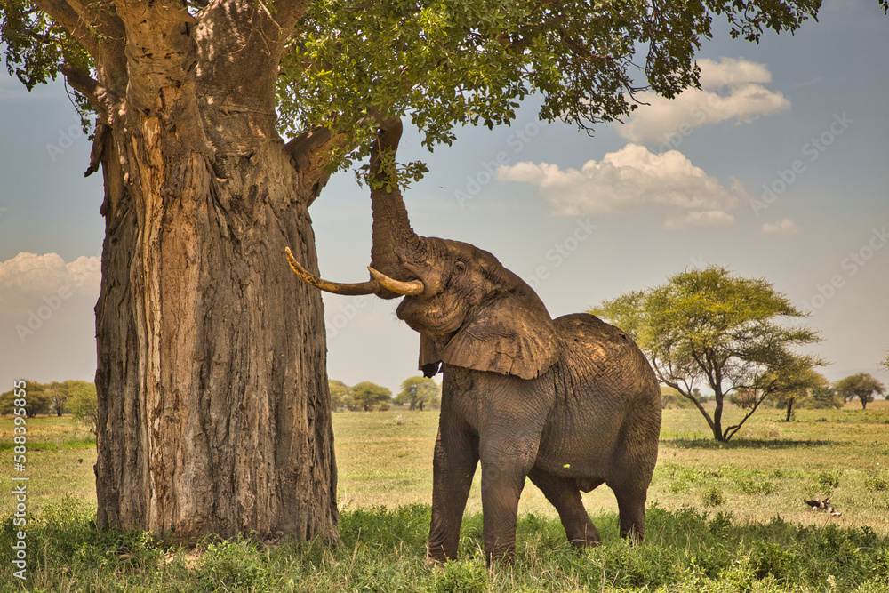 Großer Elefant beim Fressen vom Baum Stock Photo | Adobe Stock