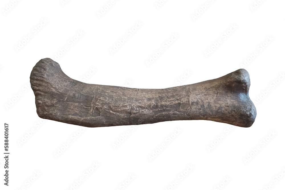 Bone sample of dinosaur femur of Phuwiangosaurus sirindhornae isolated ...