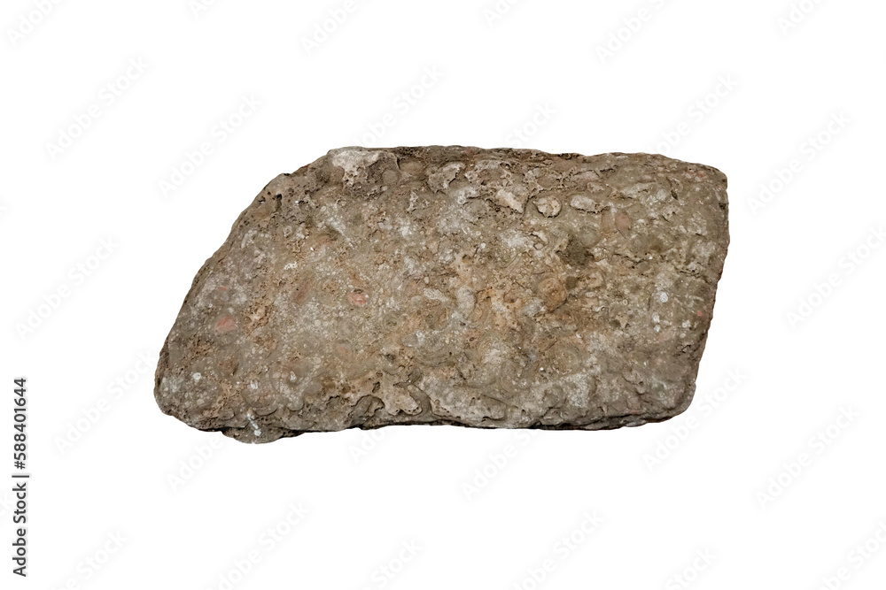 Fossil bivalve Trigonioides in sandstone layers stone isolated on white ...