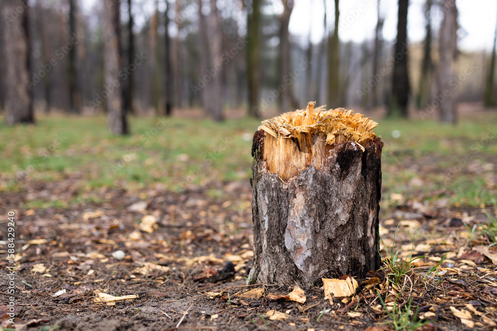 Charred tree stump in the forest. natural disaster. Forest disaster ...
