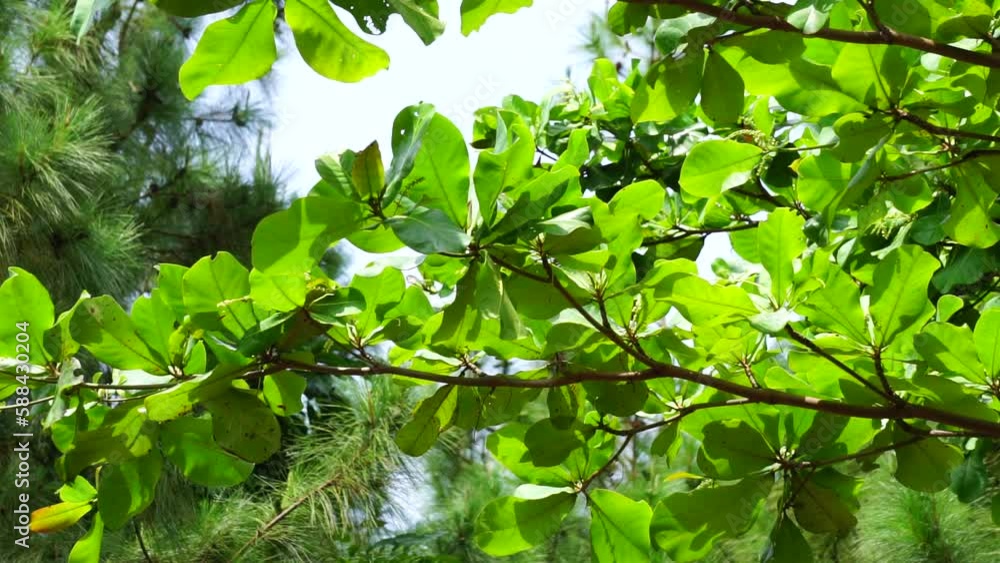 Terminalia catappa on the nature. Also called country almond, sea ...