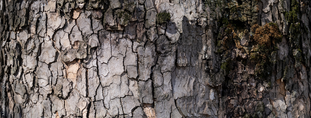 Relief texture of tree bark. Panoramic photo. old tree bark texture for ...